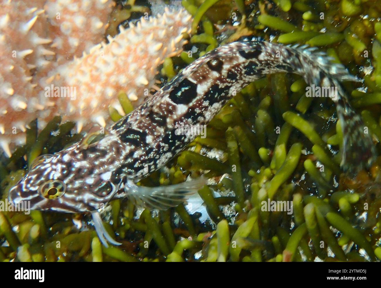 Super Klipfish (Clinus superciliosus Stock Photo - Alamy