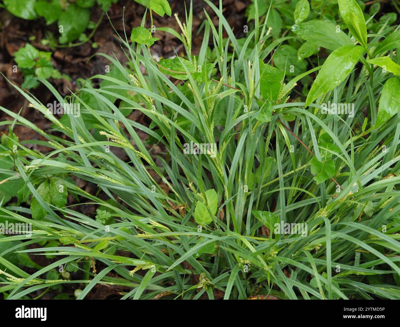 true sedges (Carex Stock Photo - Alamy