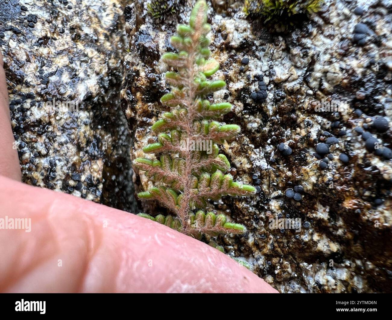 lace lip fern (Myriopteris gracillima Stock Photo - Alamy