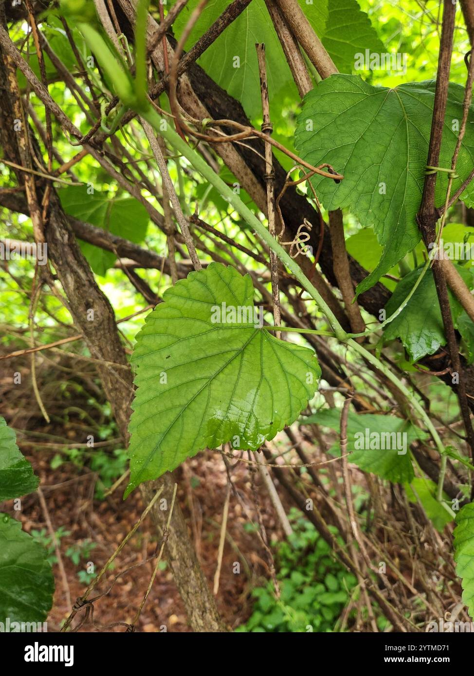 graybark grape (Vitis cinerea Stock Photo - Alamy