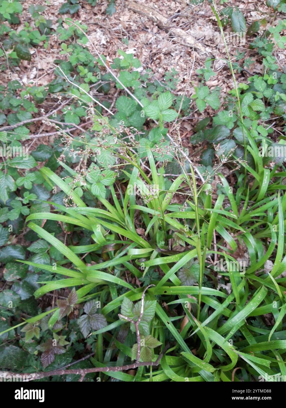 Great Woodrush (Luzula sylvatica Stock Photo - Alamy