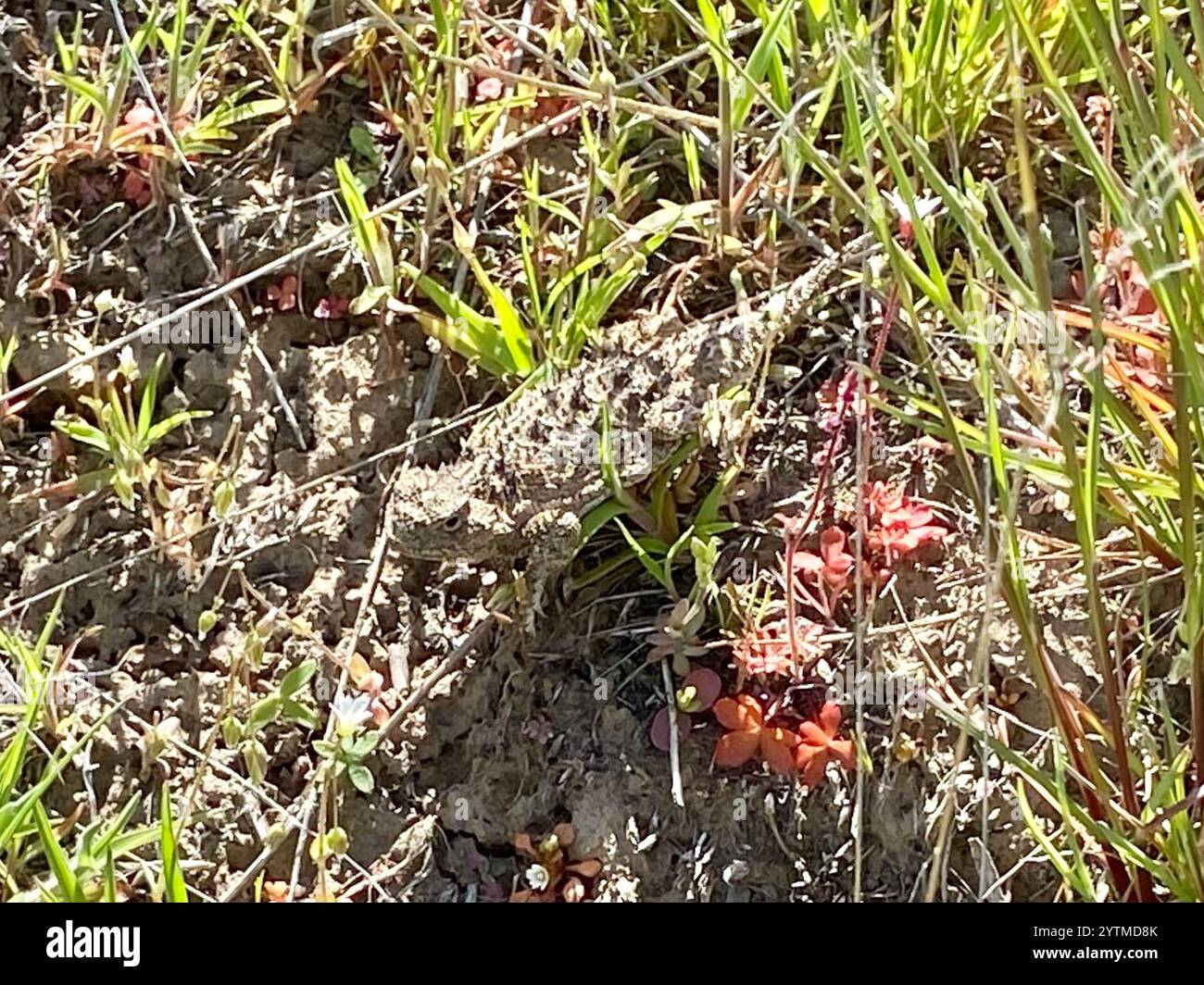 Pygmy horned lizard hi-res stock photography and images - Alamy