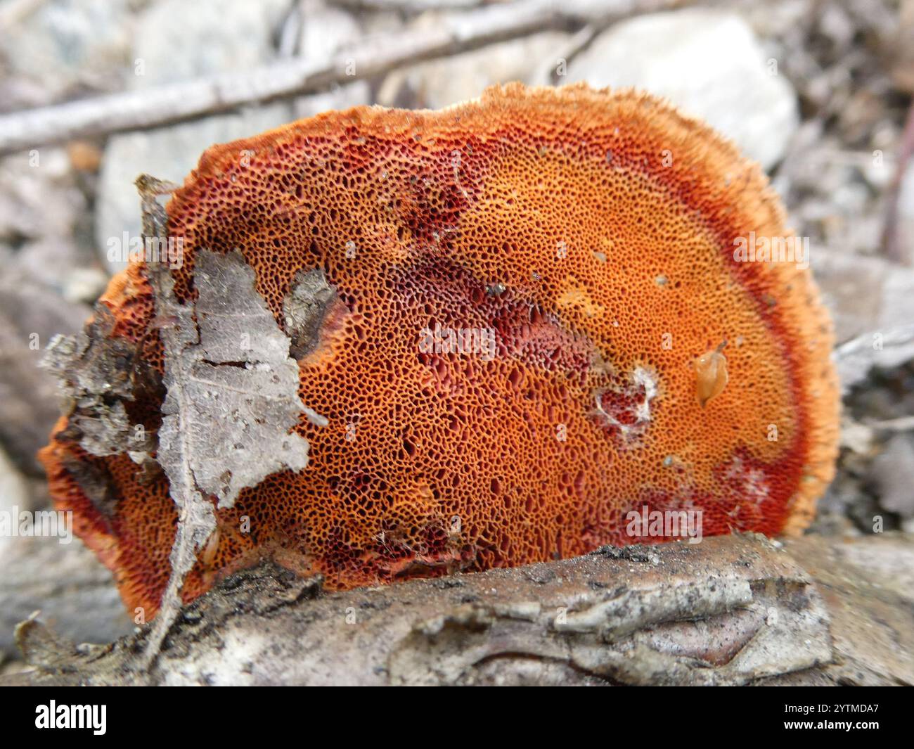 Northern Cinnabar Polypore (Trametes cinnabarina Stock Photo - Alamy