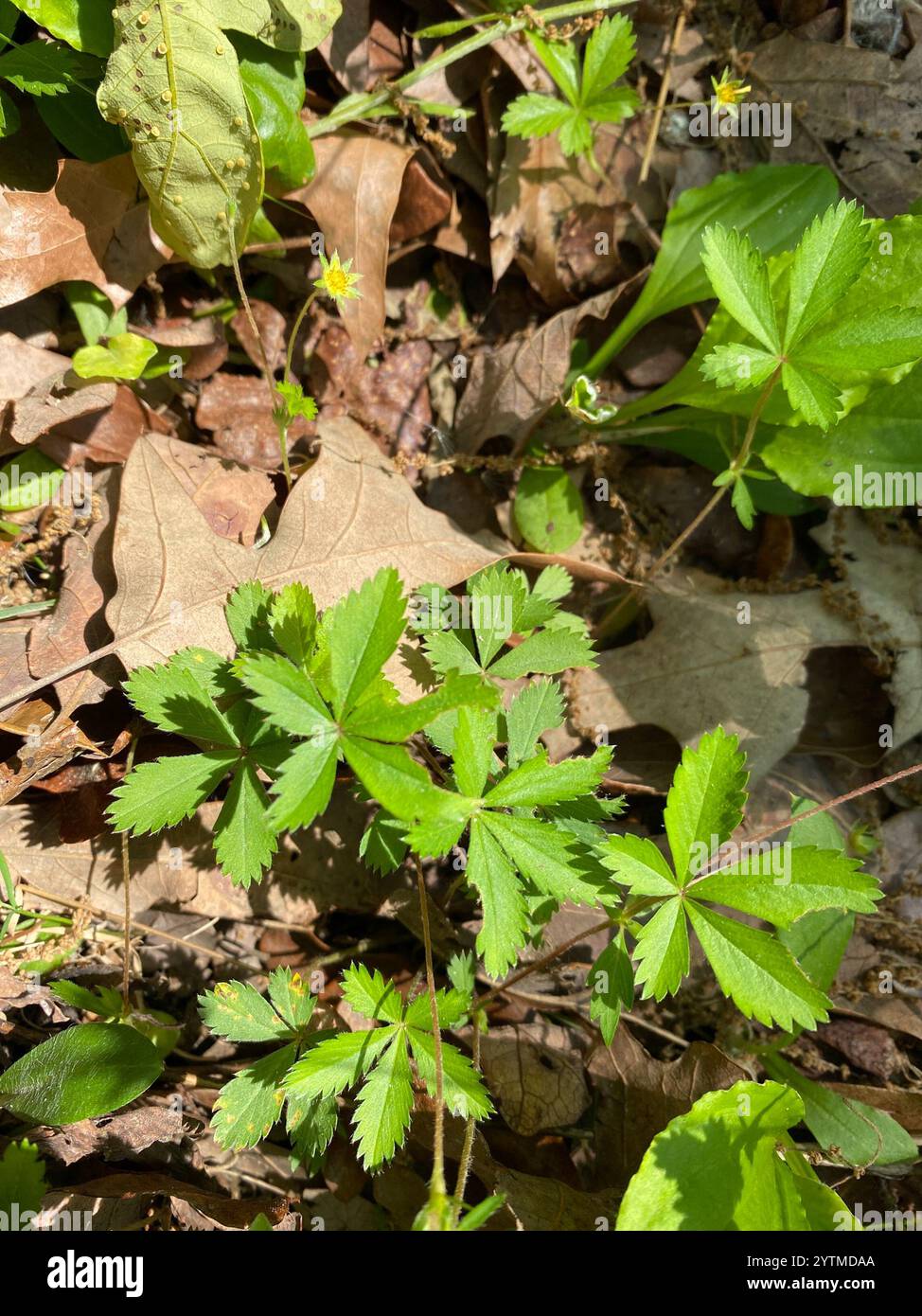 common cinquefoil (Potentilla simplex Stock Photo - Alamy