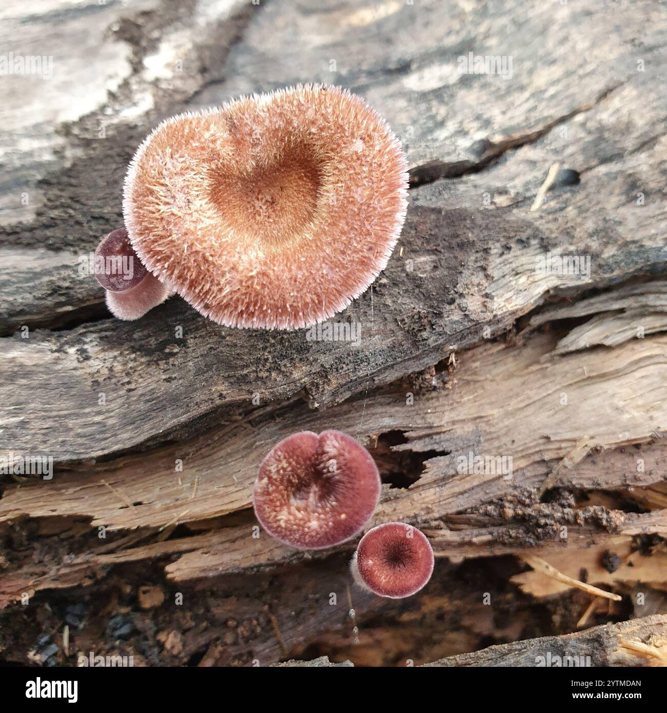 Hairy Trumpet (Panus fasciatus Stock Photo - Alamy