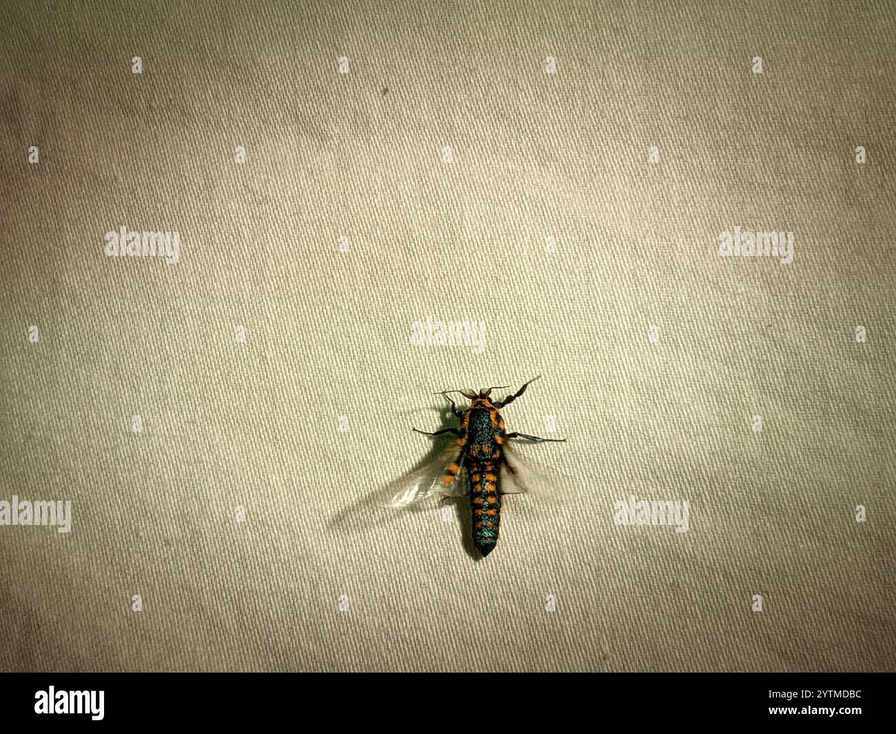 Leopard Moths (Zeuzerinae Stock Photo - Alamy