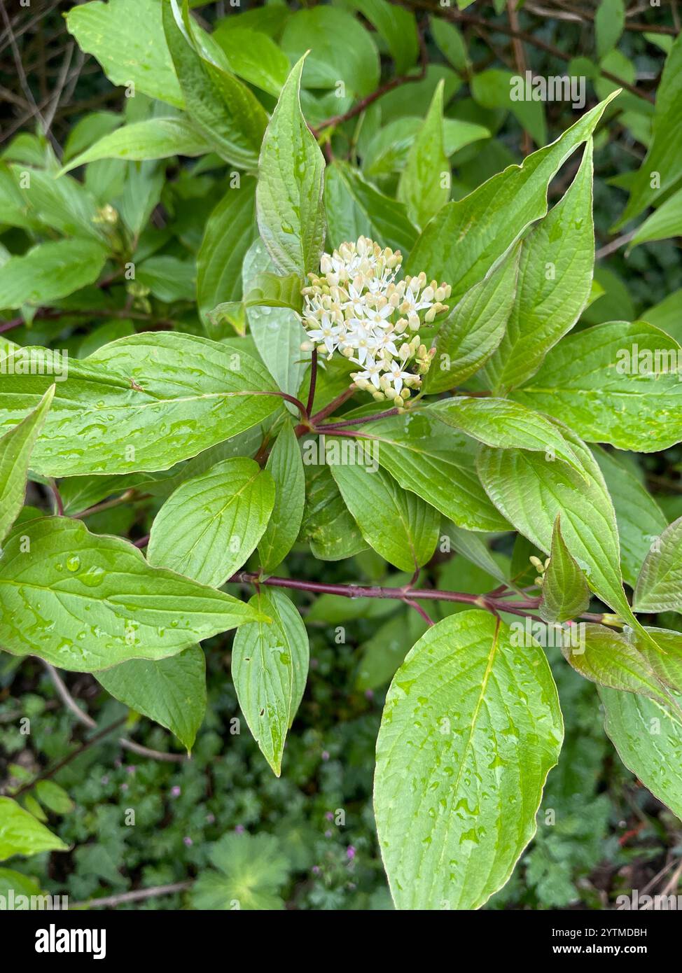 common dogwood (Cornus sanguinea Stock Photo - Alamy