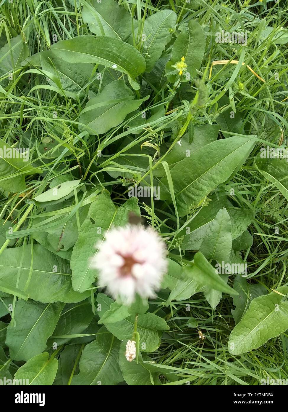 common bistort (Bistorta officinalis Stock Photo - Alamy