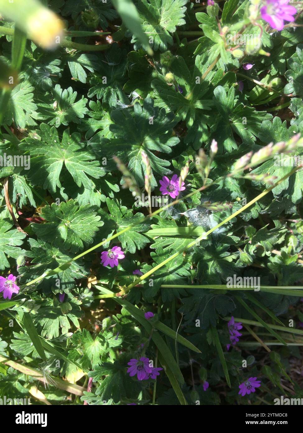 Dove's-foot crane's-bill (Geranium molle Stock Photo - Alamy