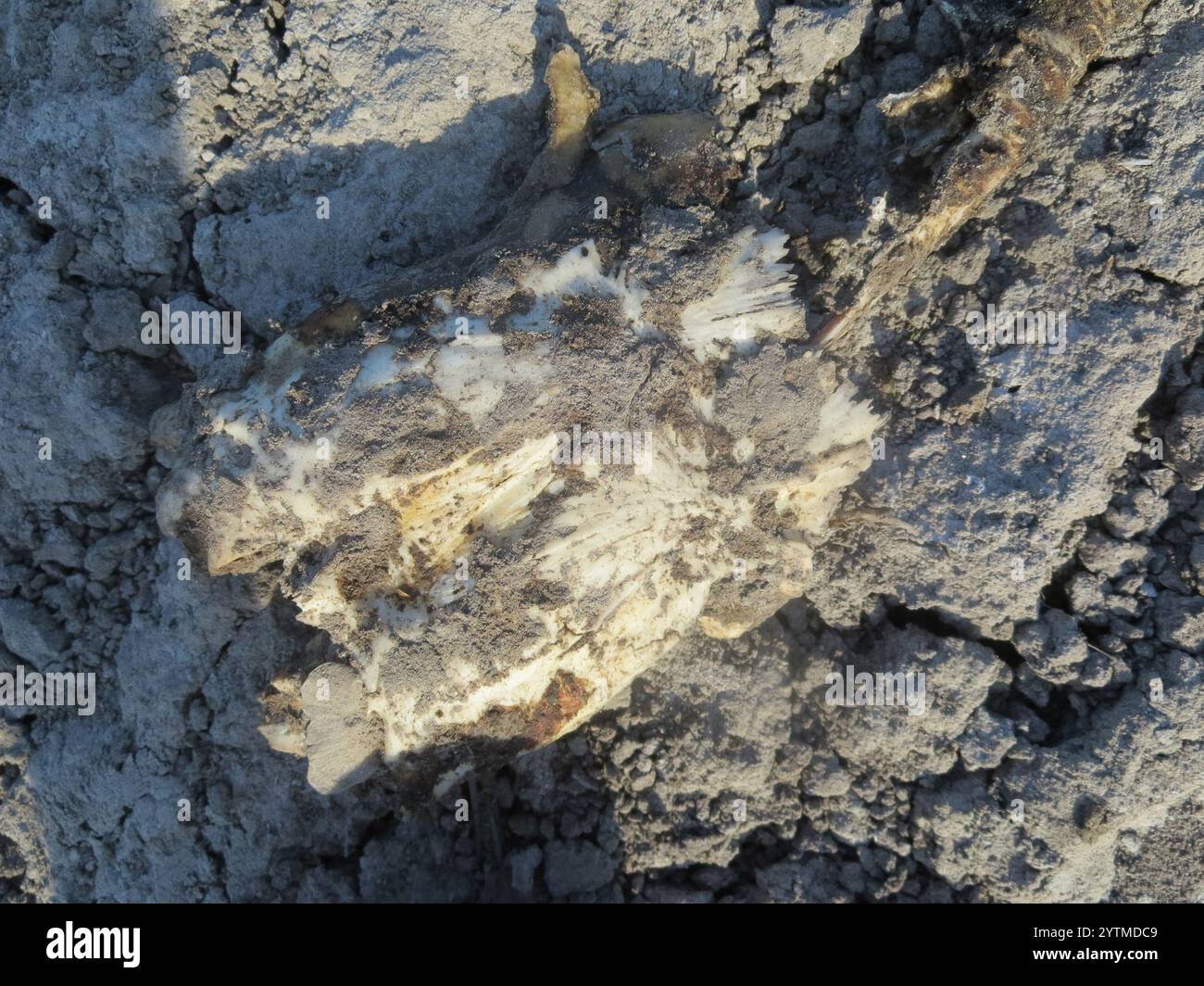 Ray-finned Fishes (Actinopterygii Stock Photo - Alamy