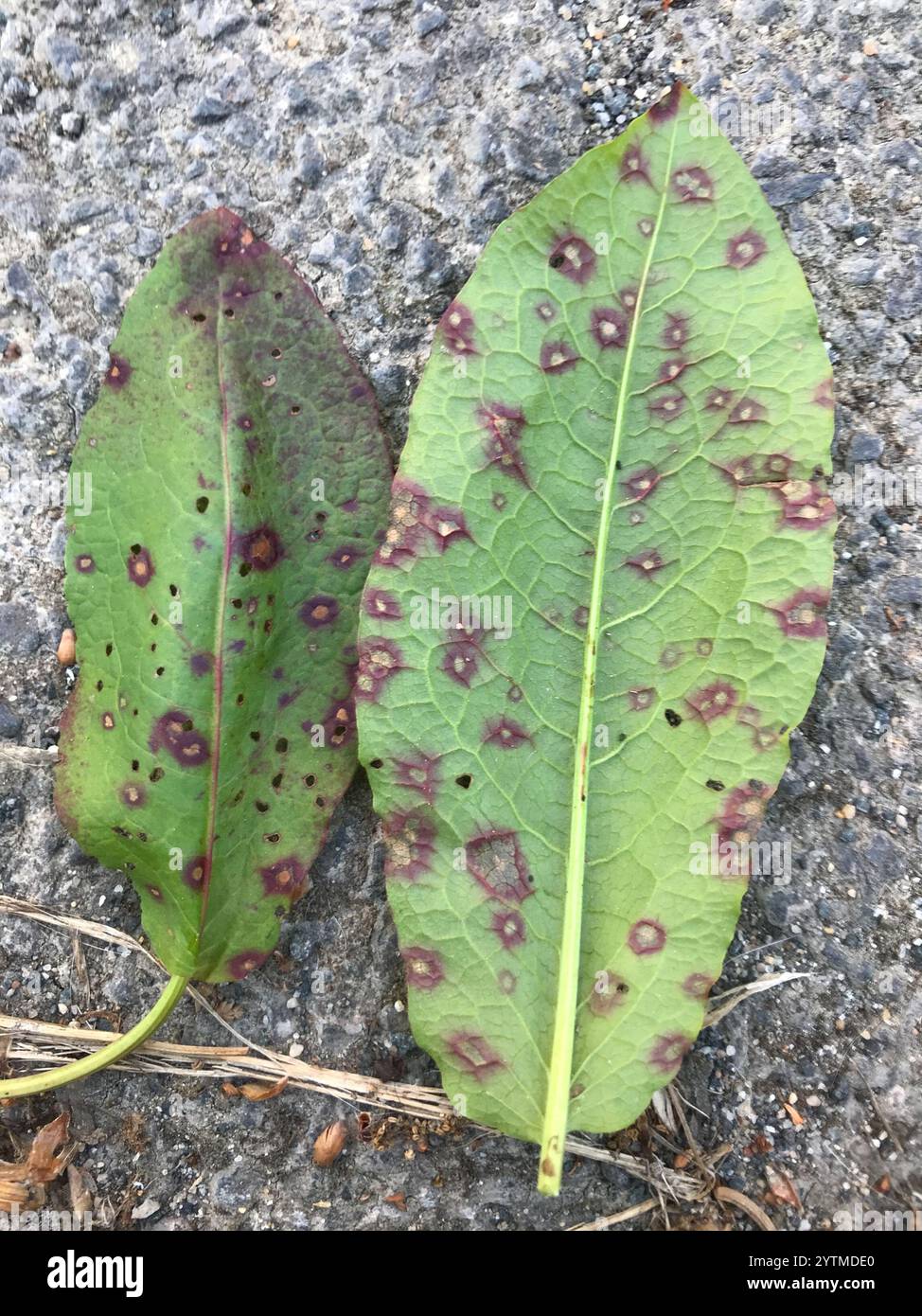 Ramularia hi-res stock photography and images - Alamy