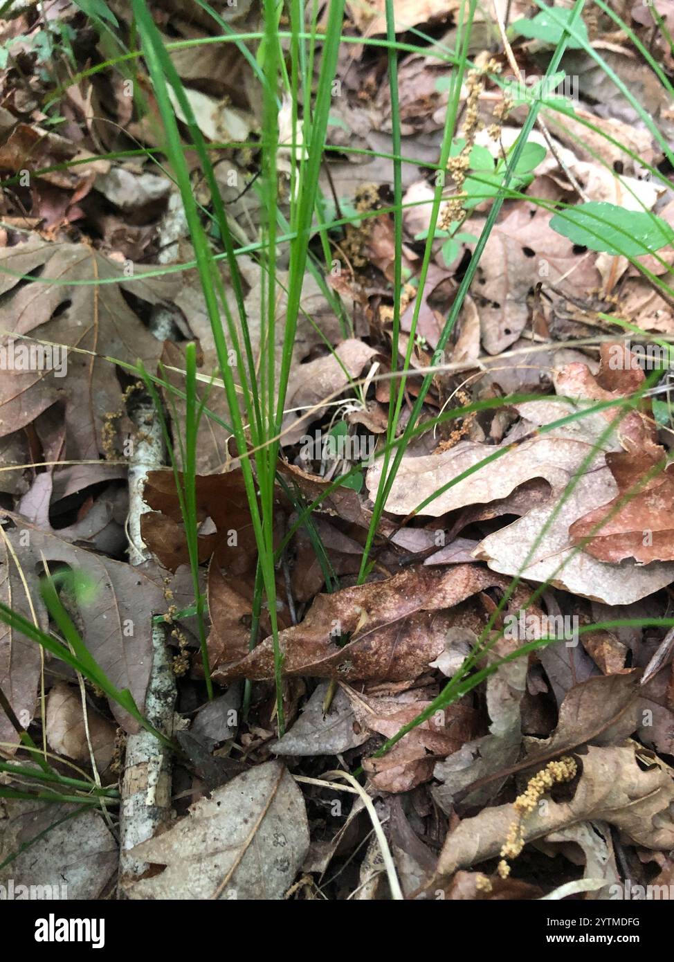 Carex radiata hi-res stock photography and images - Alamy