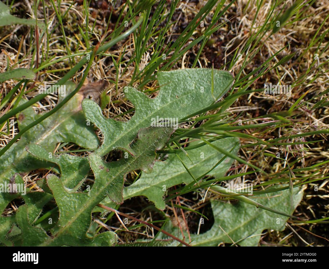 Common Cat's-ear (Hypochaeris radicata Stock Photo - Alamy