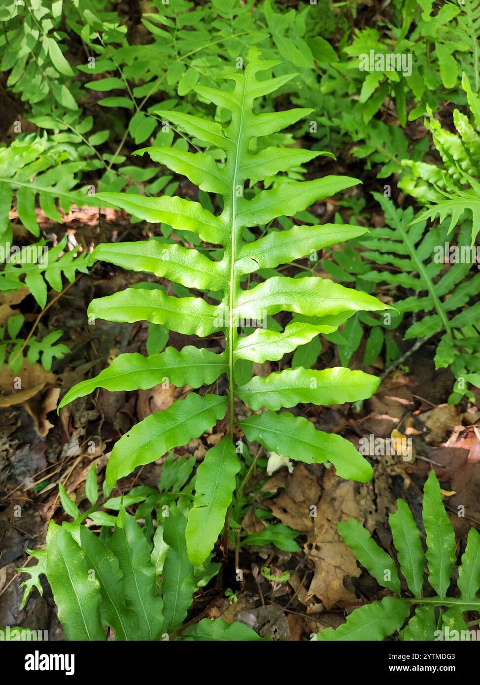 netted chain fern (Woodwardia areolata Stock Photo - Alamy