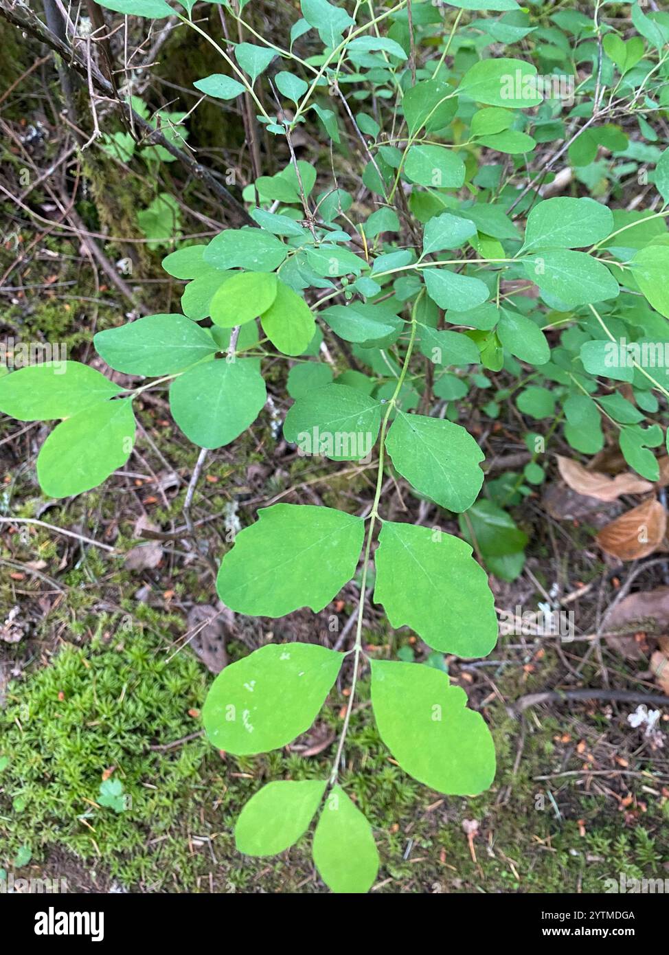 Common Snowberry (Symphoricarpos albus Stock Photo - Alamy