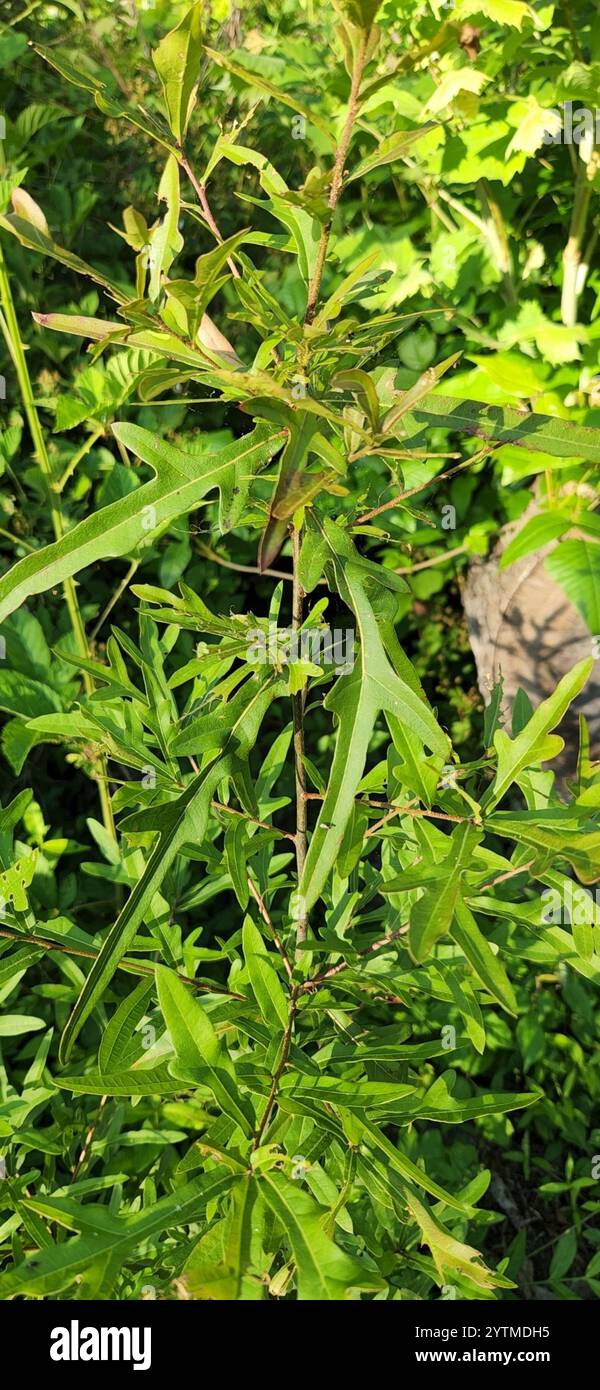 water oak (Quercus nigra Stock Photo - Alamy