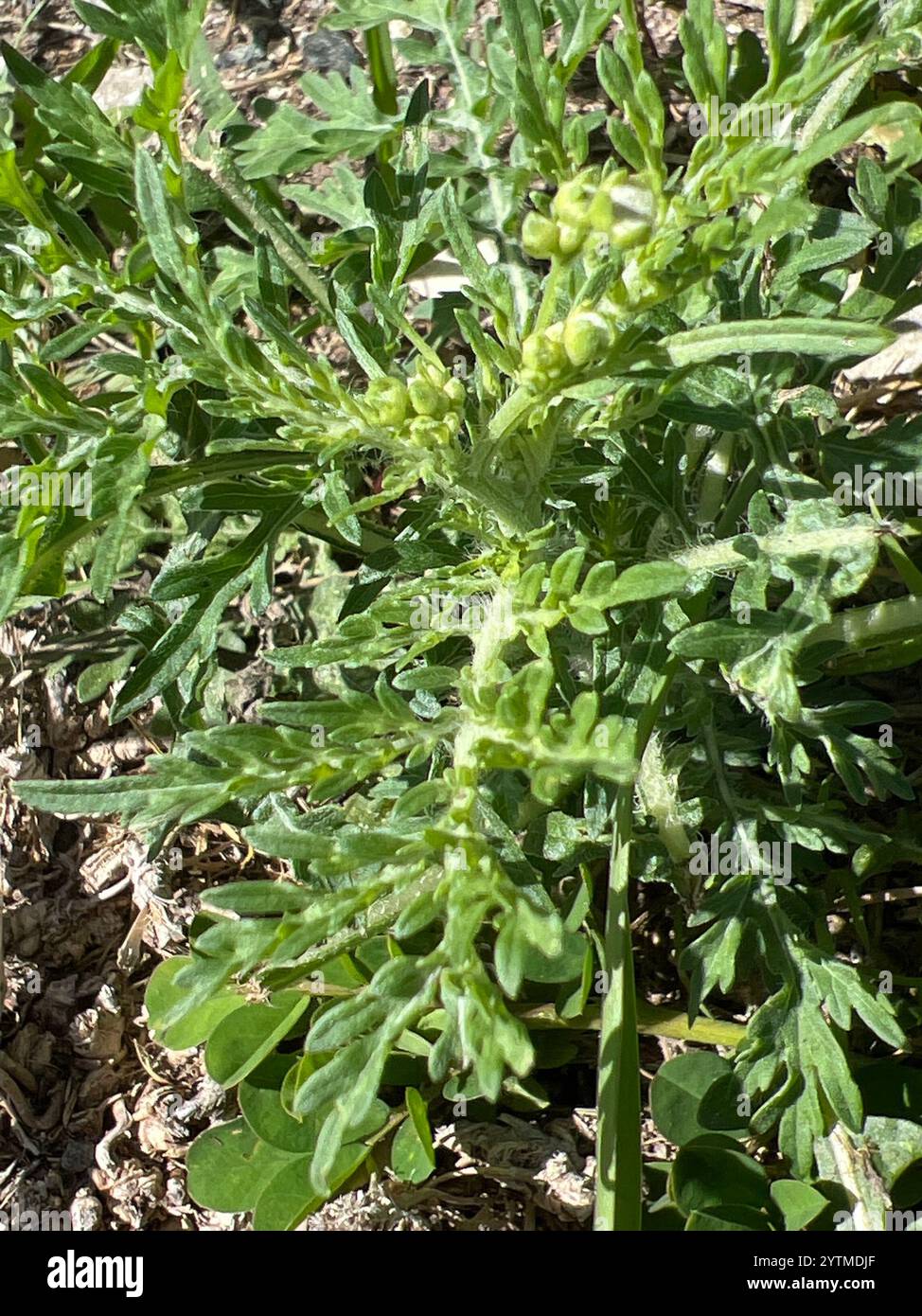 Santa Maria feverfew (Parthenium hysterophorus Stock Photo - Alamy