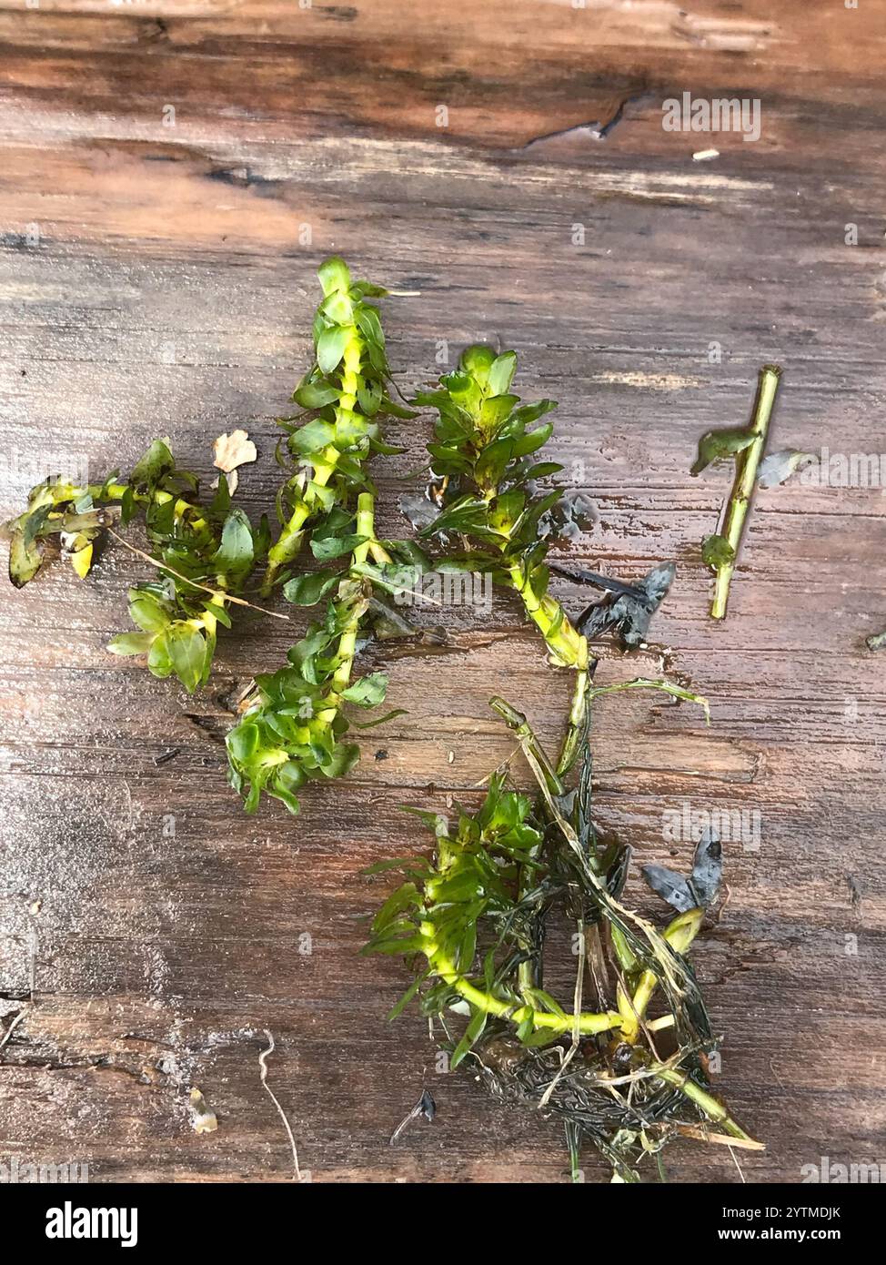 Canadian Waterweed (Elodea canadensis Stock Photo - Alamy