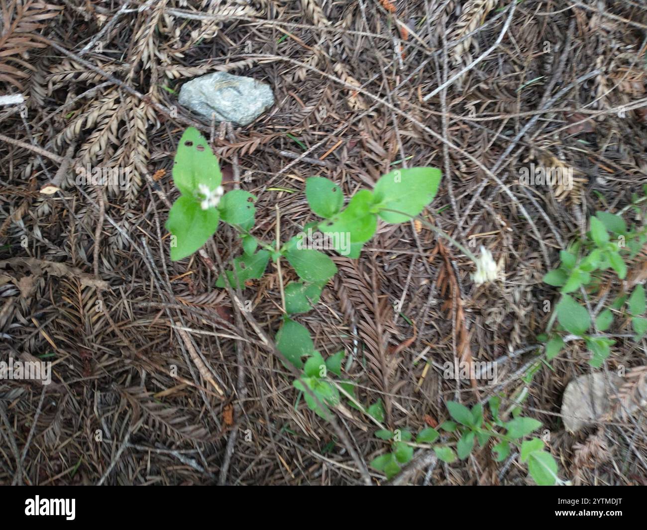 Whipplea hi-res stock photography and images - Alamy