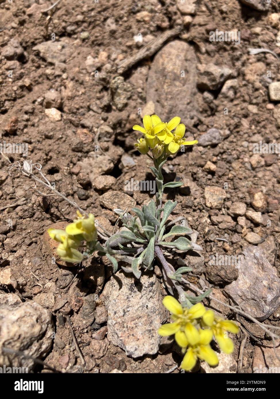 Mountain Bladderpod (Physaria montana Stock Photo - Alamy