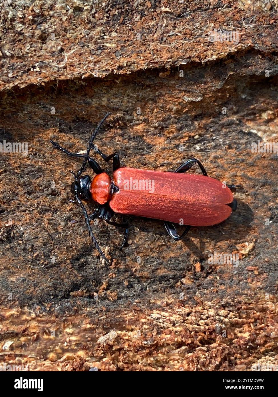 Black-headed Cardinal Beetle (Pyrochroa coccinea Stock Photo - Alamy