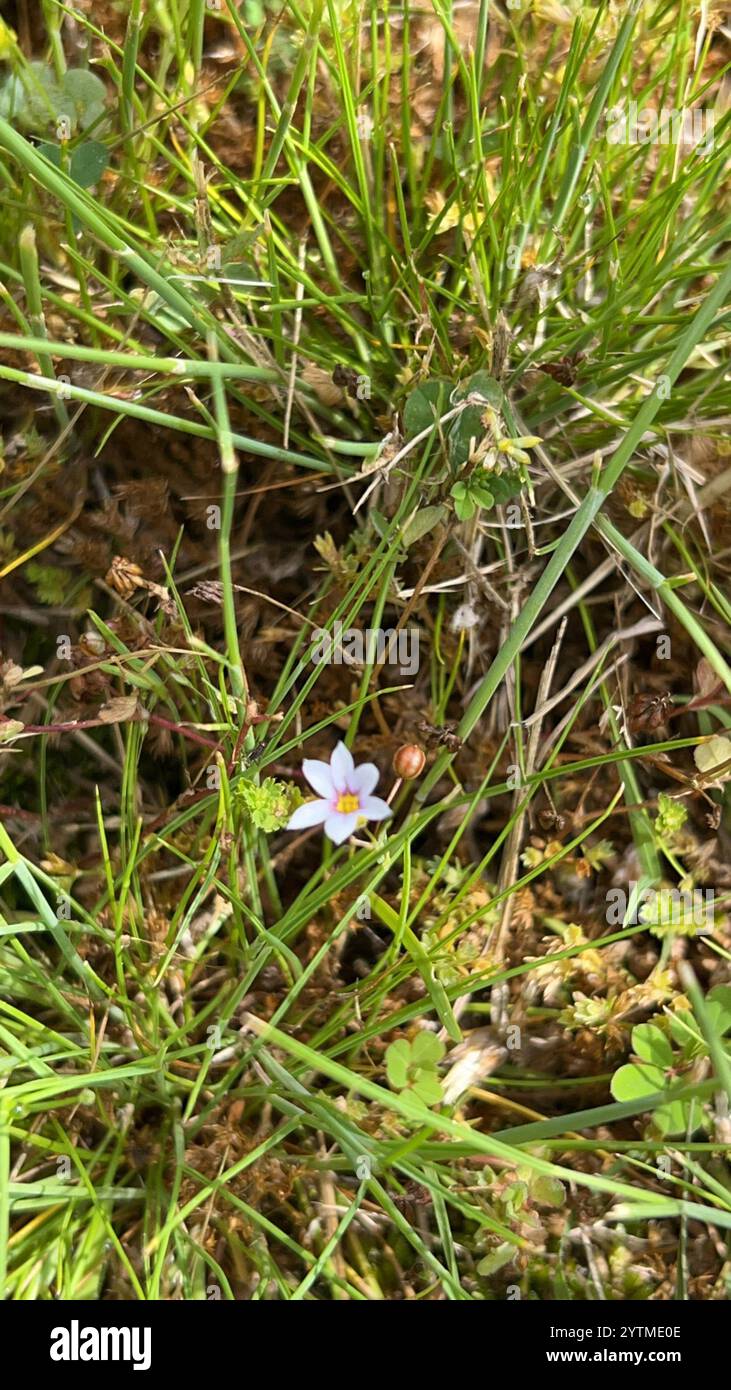 Blue Pigroot (Sisyrinchium micranthum Stock Photo - Alamy