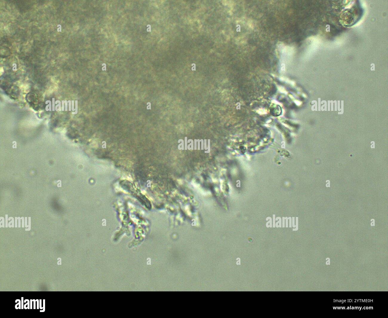 Orange Faint Foot Mushroom (Heimiomyces tenuipes Stock Photo - Alamy