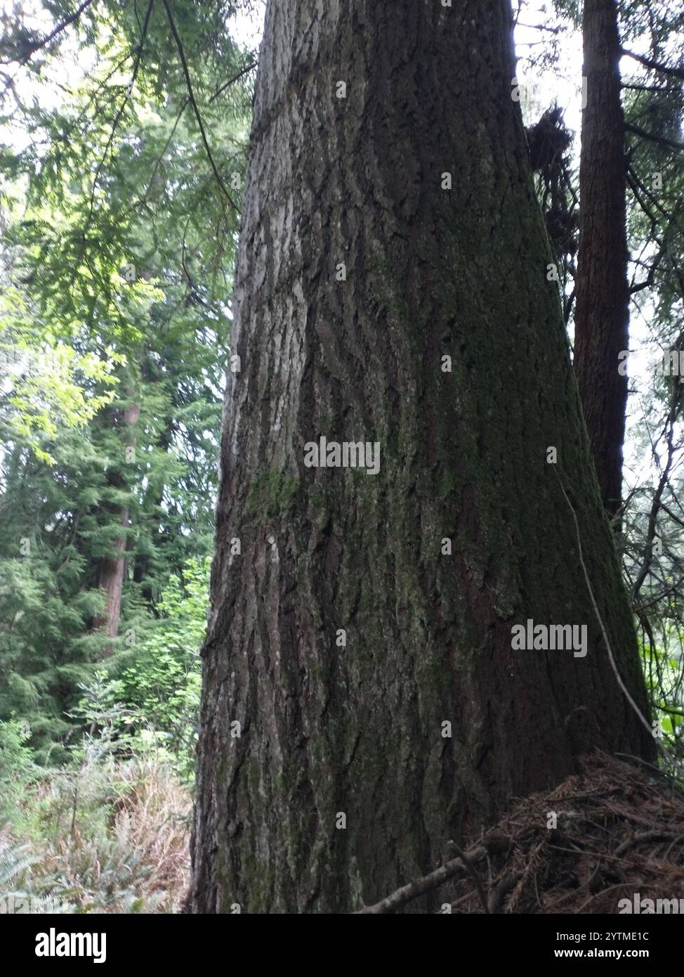 grand fir (Abies grandis Stock Photo - Alamy