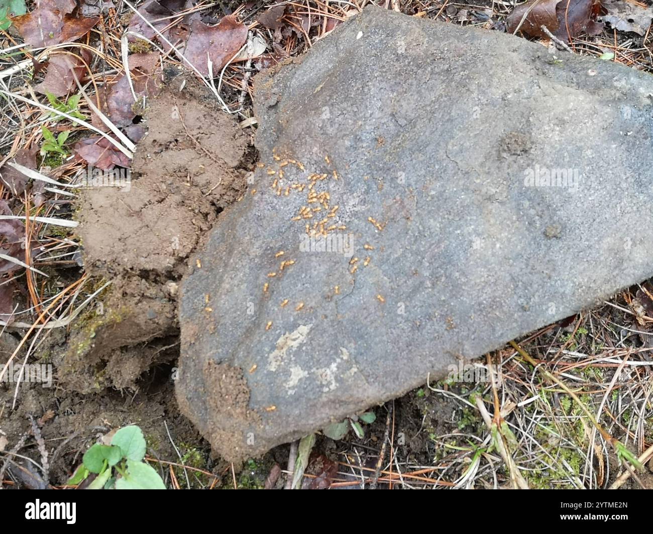 Citronella Ants (Acanthomyops Stock Photo - Alamy