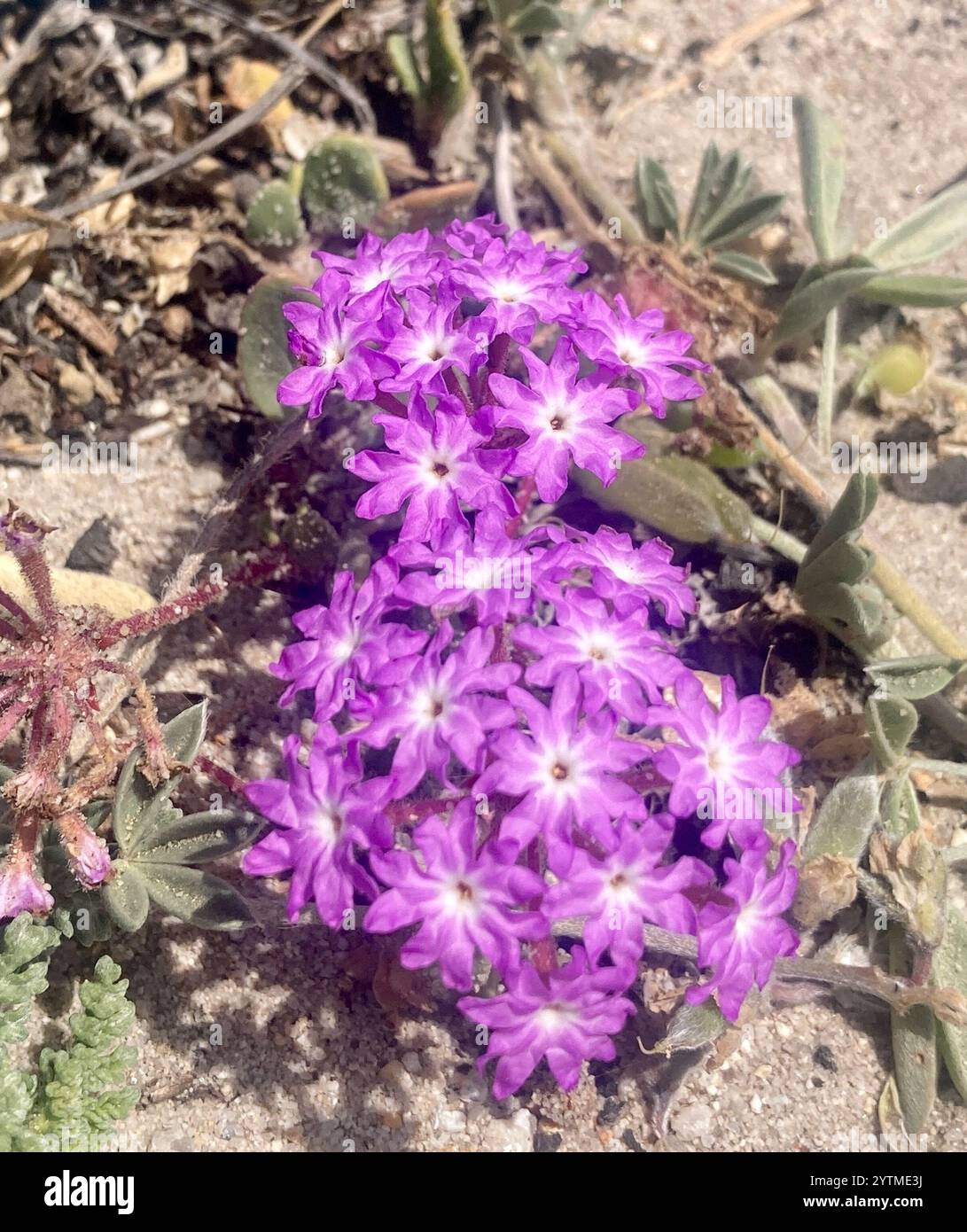 Pink Sand Verbena (Abronia umbellata Stock Photo - Alamy