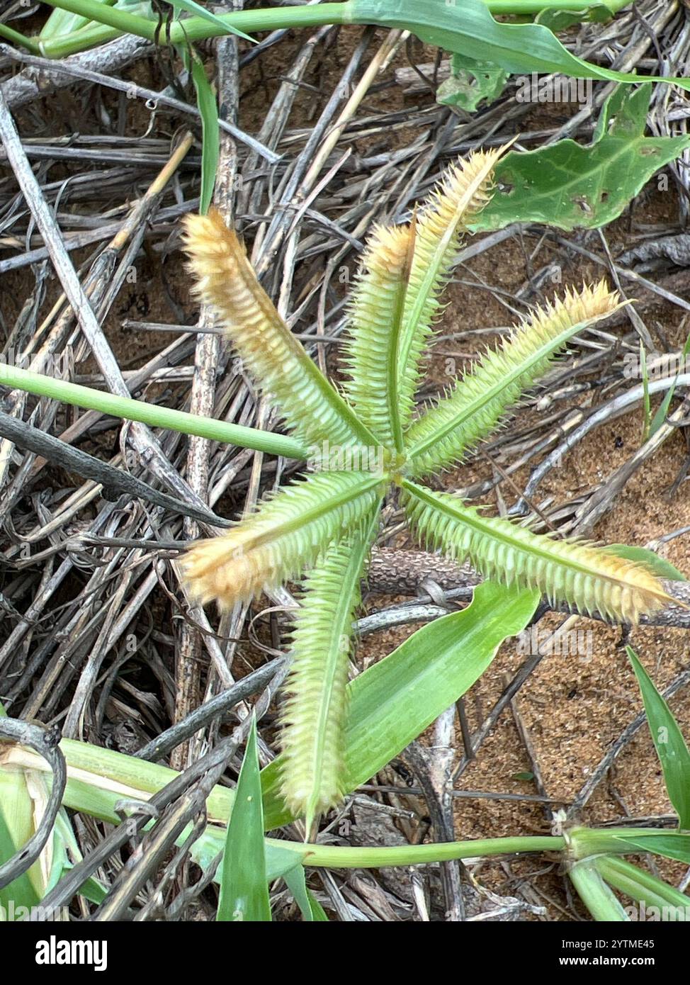 Durban Crowfoot (Dactyloctenium aegyptium Stock Photo - Alamy