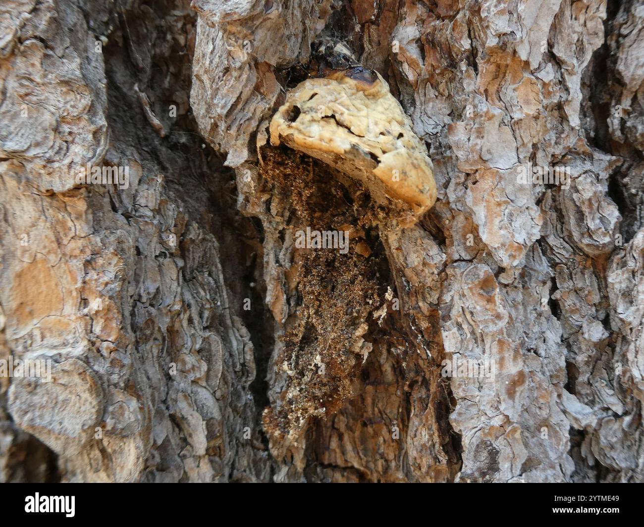 Cryptoporus hi-res stock photography and images - Alamy