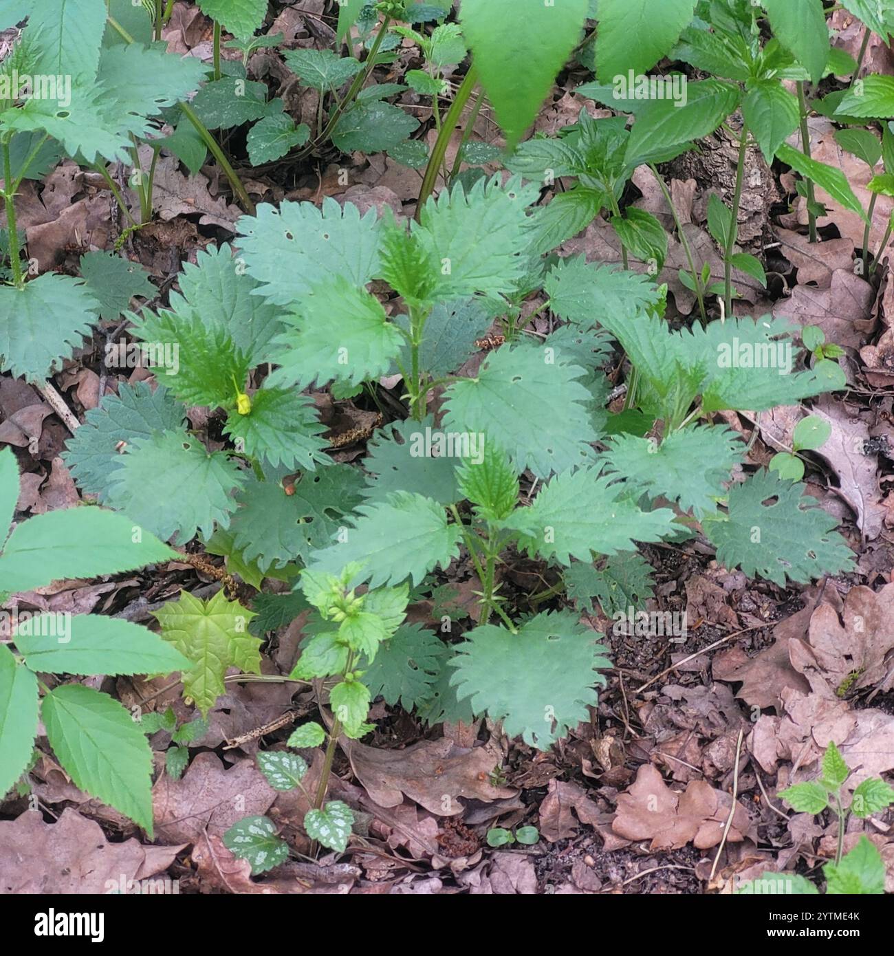 great stinging nettle (Urtica dioica Stock Photo - Alamy