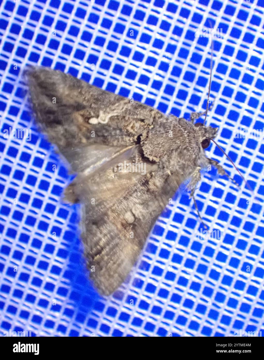 Plusiine Looper Moths (Plusiinae Stock Photo - Alamy