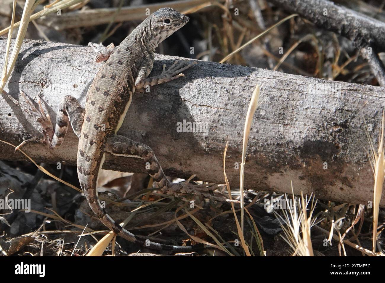 Zebra-tailed Lizard (Callisaurus draconoides Stock Photo - Alamy