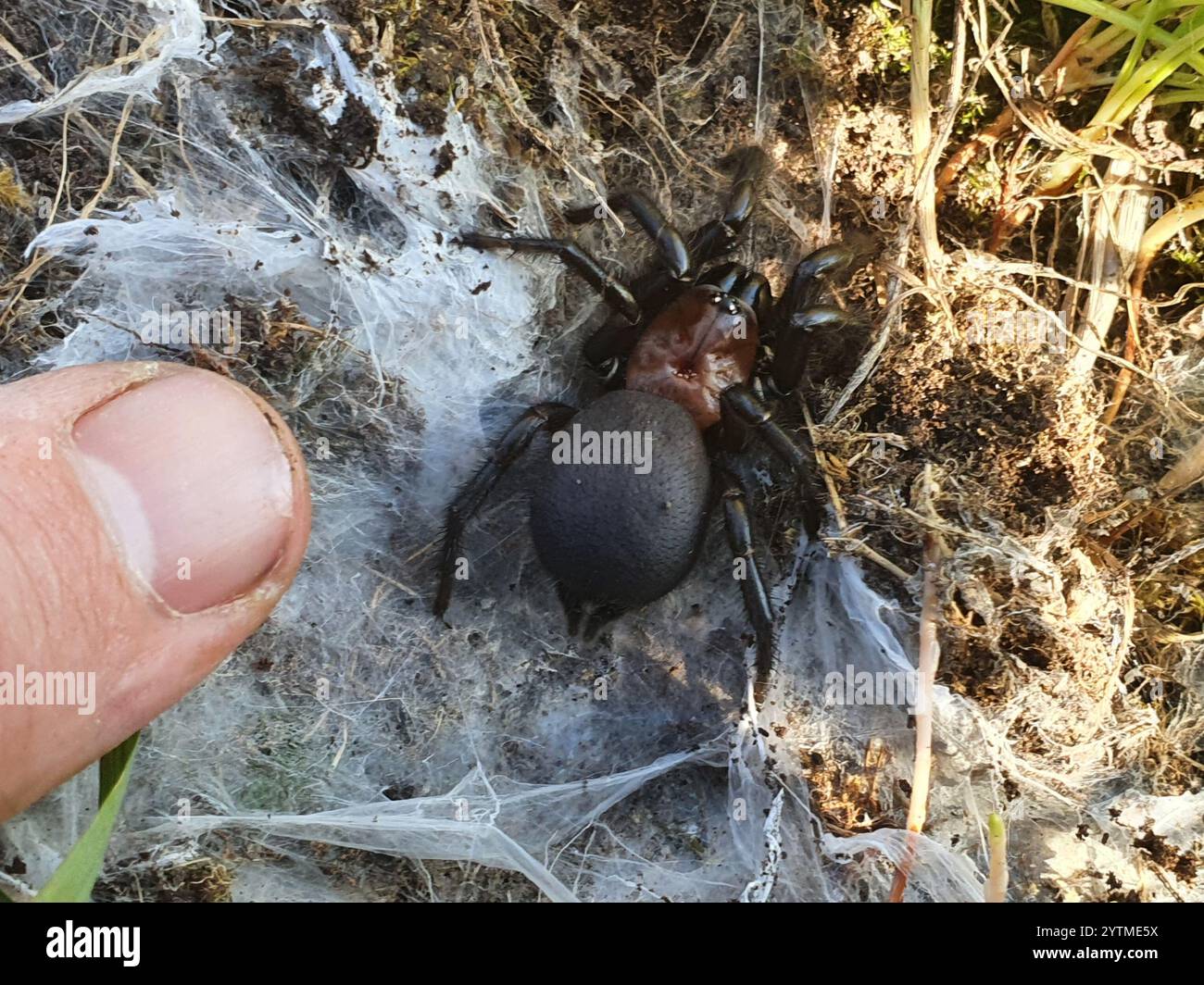 Black Tunnelweb Spider (Porrhothele antipodiana Stock Photo - Alamy