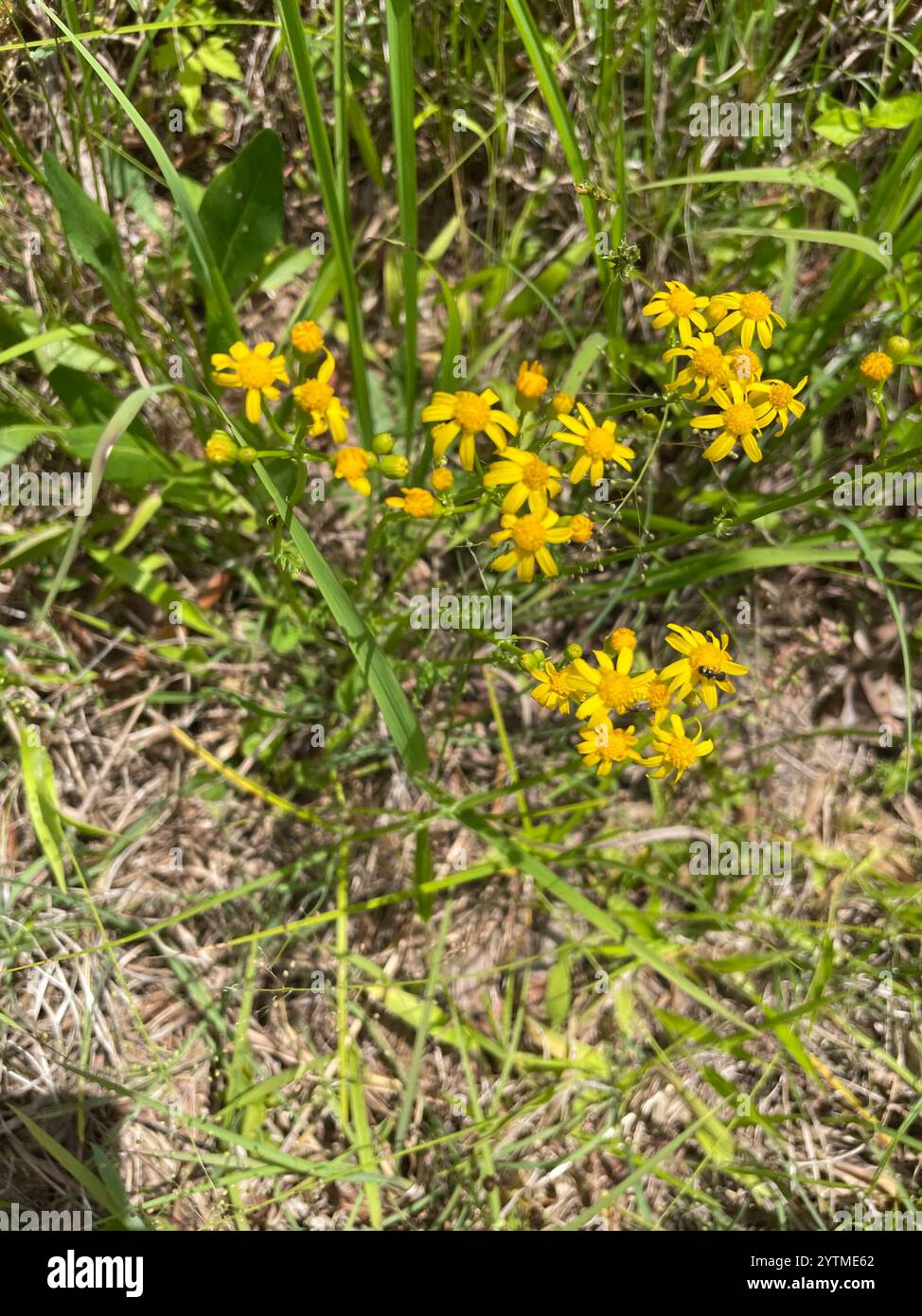 Small's ragwort (Packera anonyma Stock Photo - Alamy