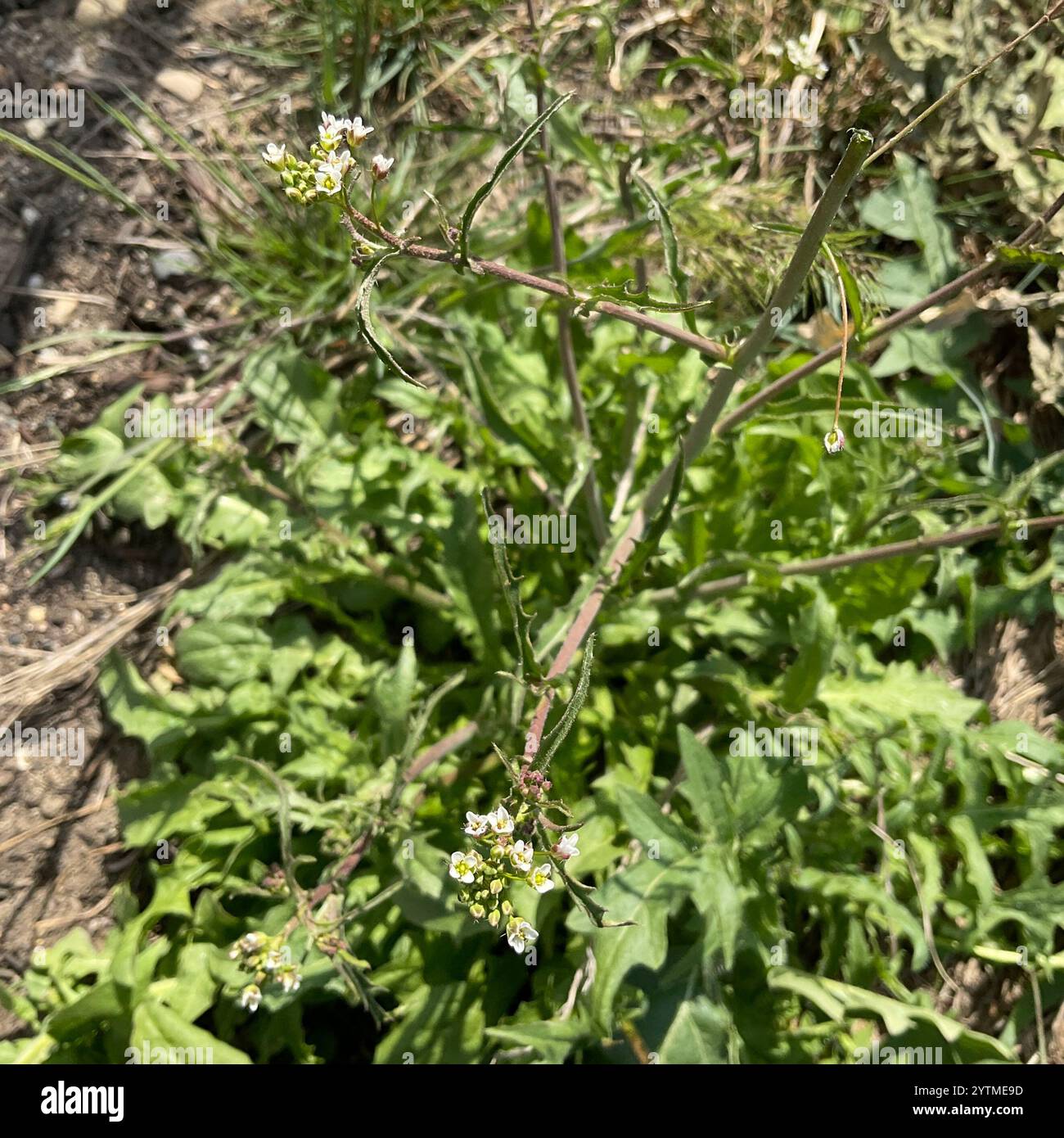 Tall Tumblemustard (Sisymbrium altissimum Stock Photo - Alamy