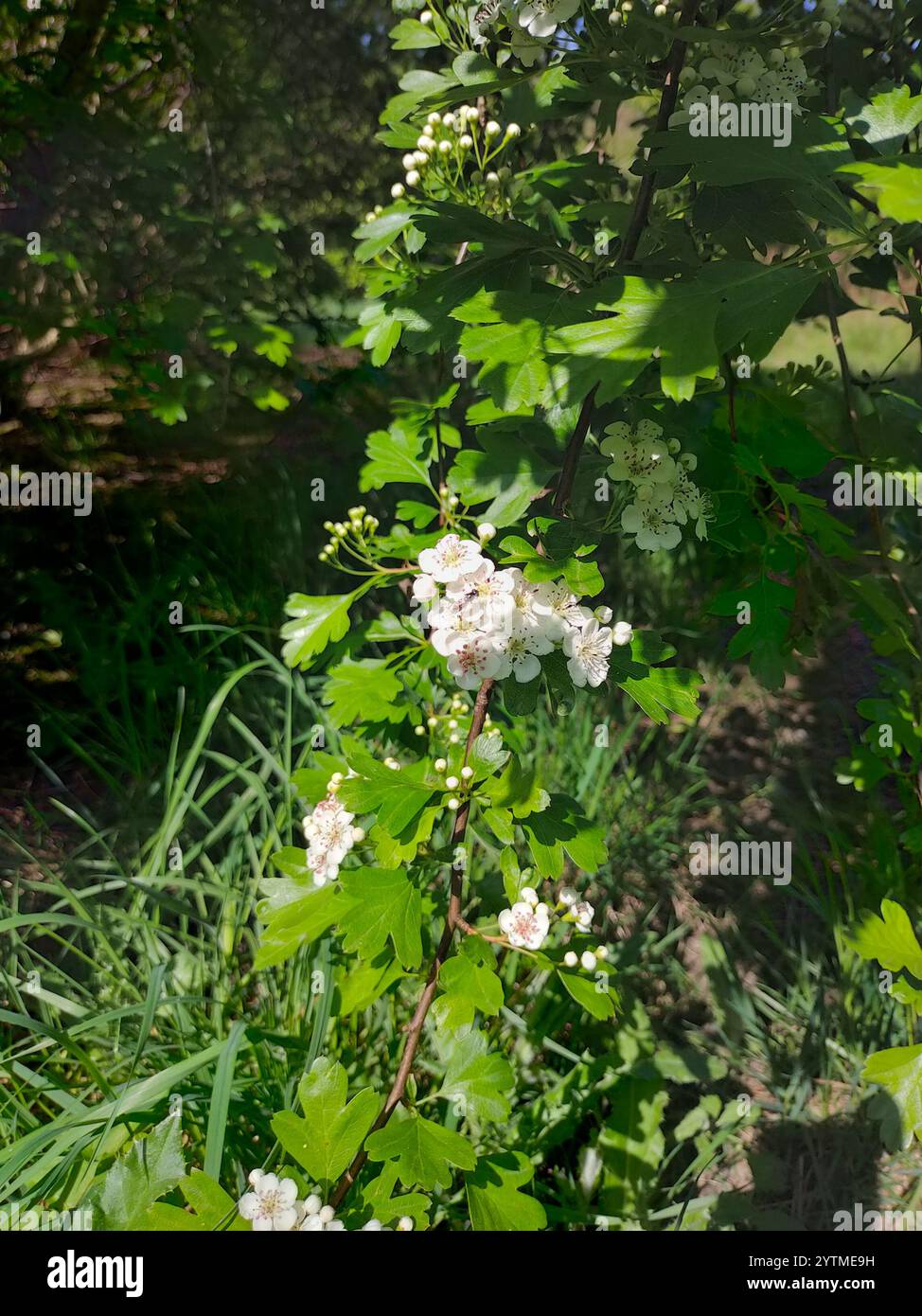 Typical Hover Flies (Syrphinae Stock Photo - Alamy