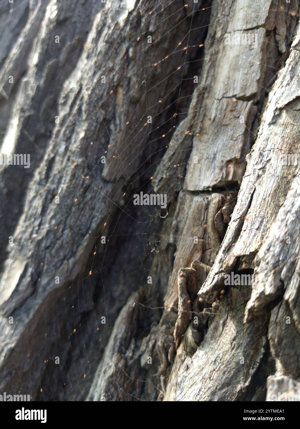 Bryobia hi-res stock photography and images - Alamy