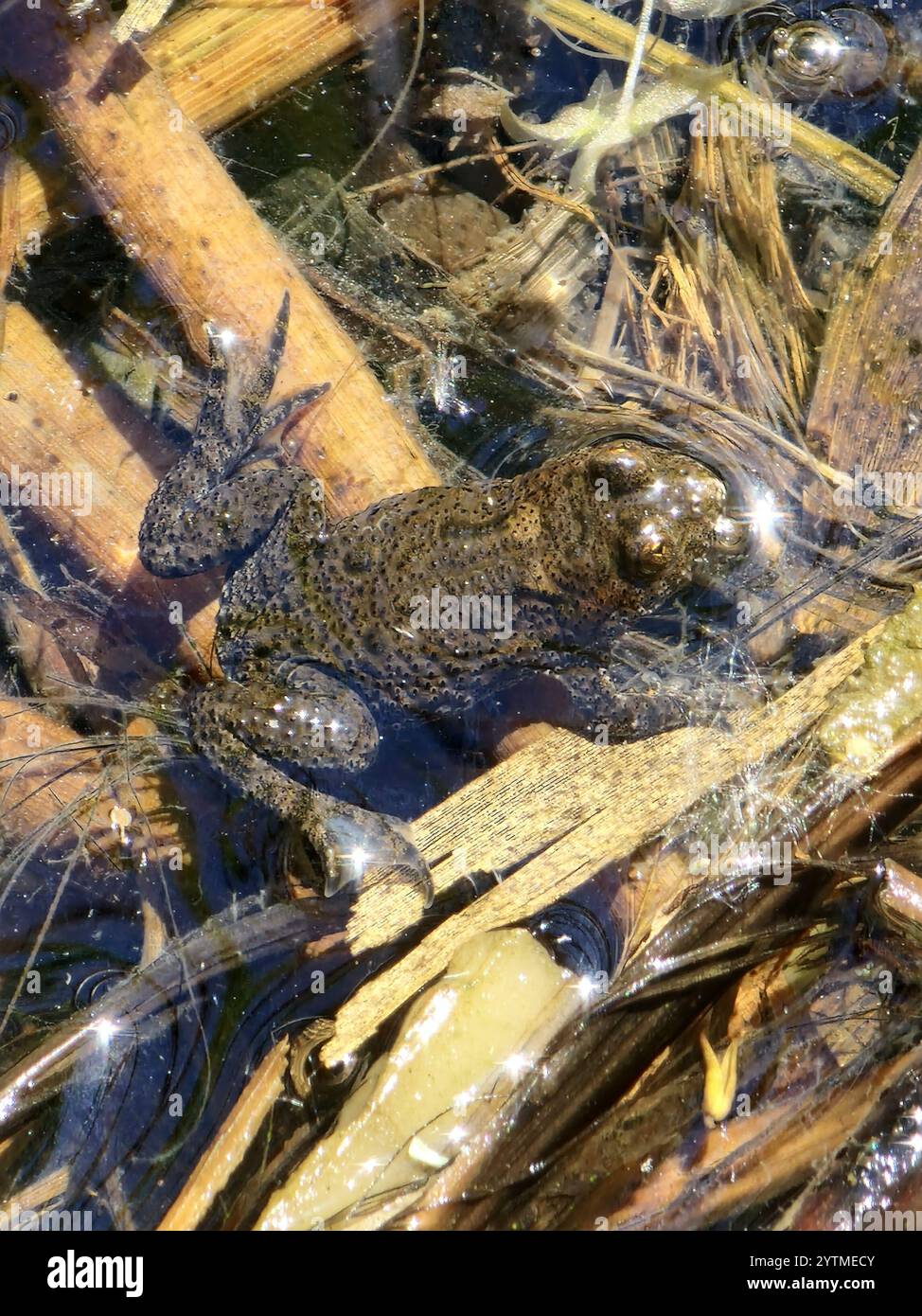 European Fire-Bellied Toad (Bombina bombina Stock Photo - Alamy