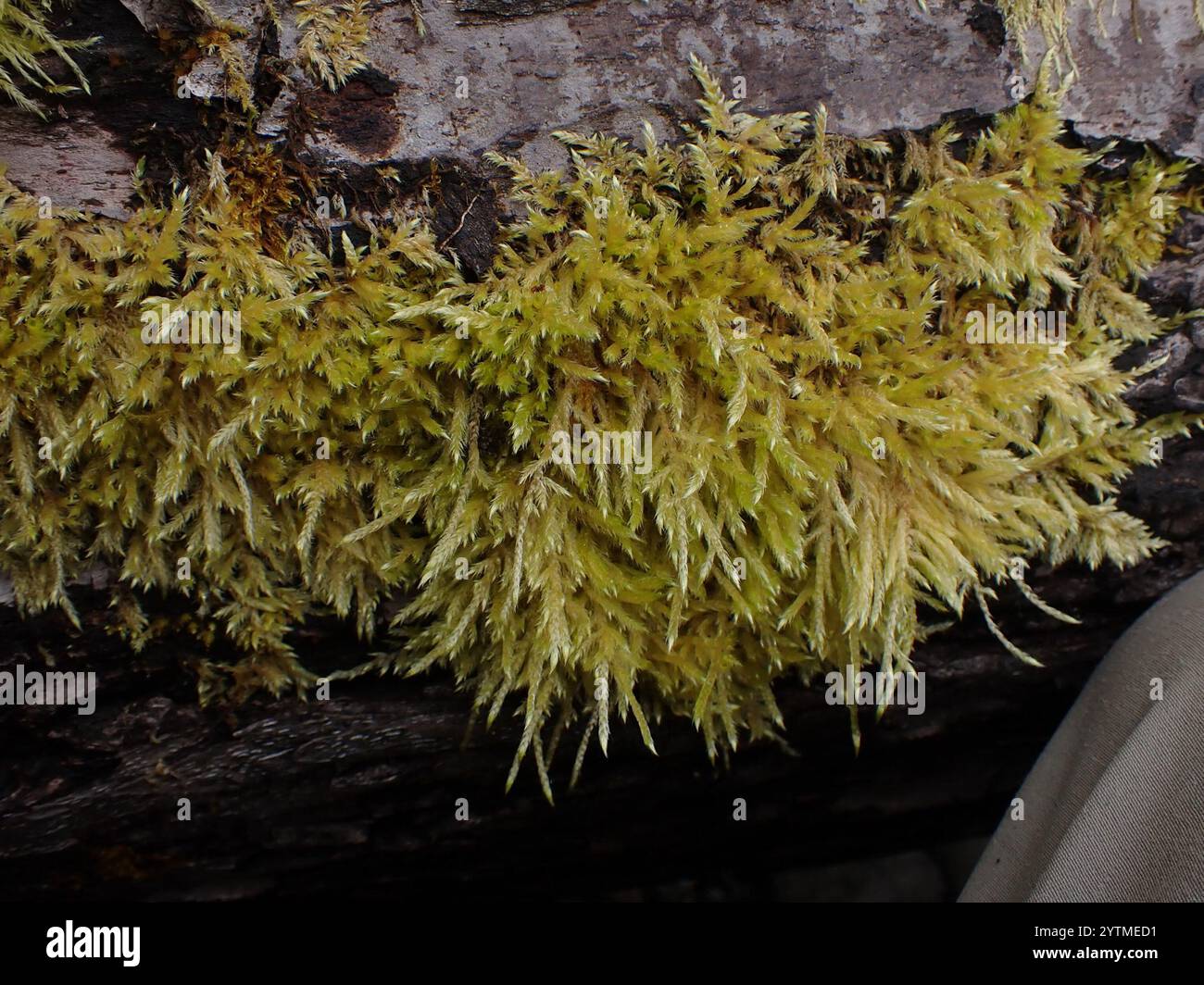 Brachythecium albicans hi-res stock photography and images - Alamy