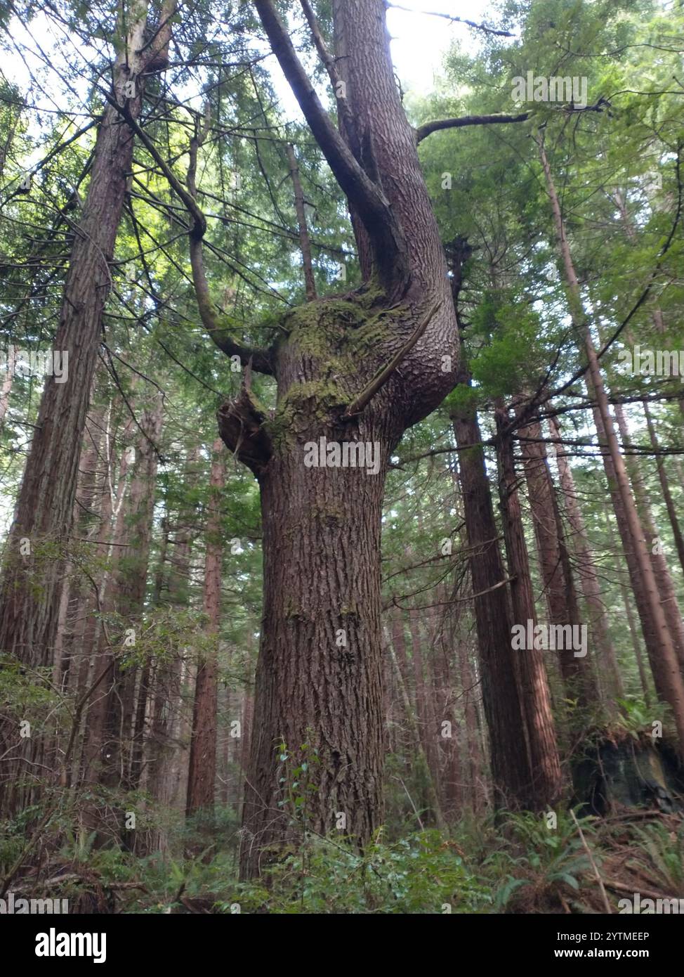 grand fir (Abies grandis Stock Photo - Alamy