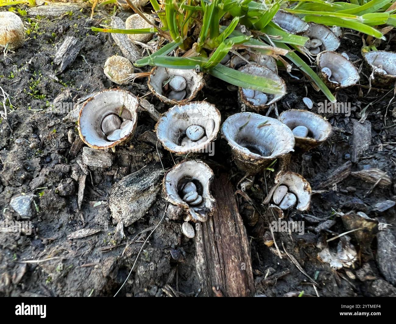 field bird's nest fungus (Cyathus olla Stock Photo - Alamy
