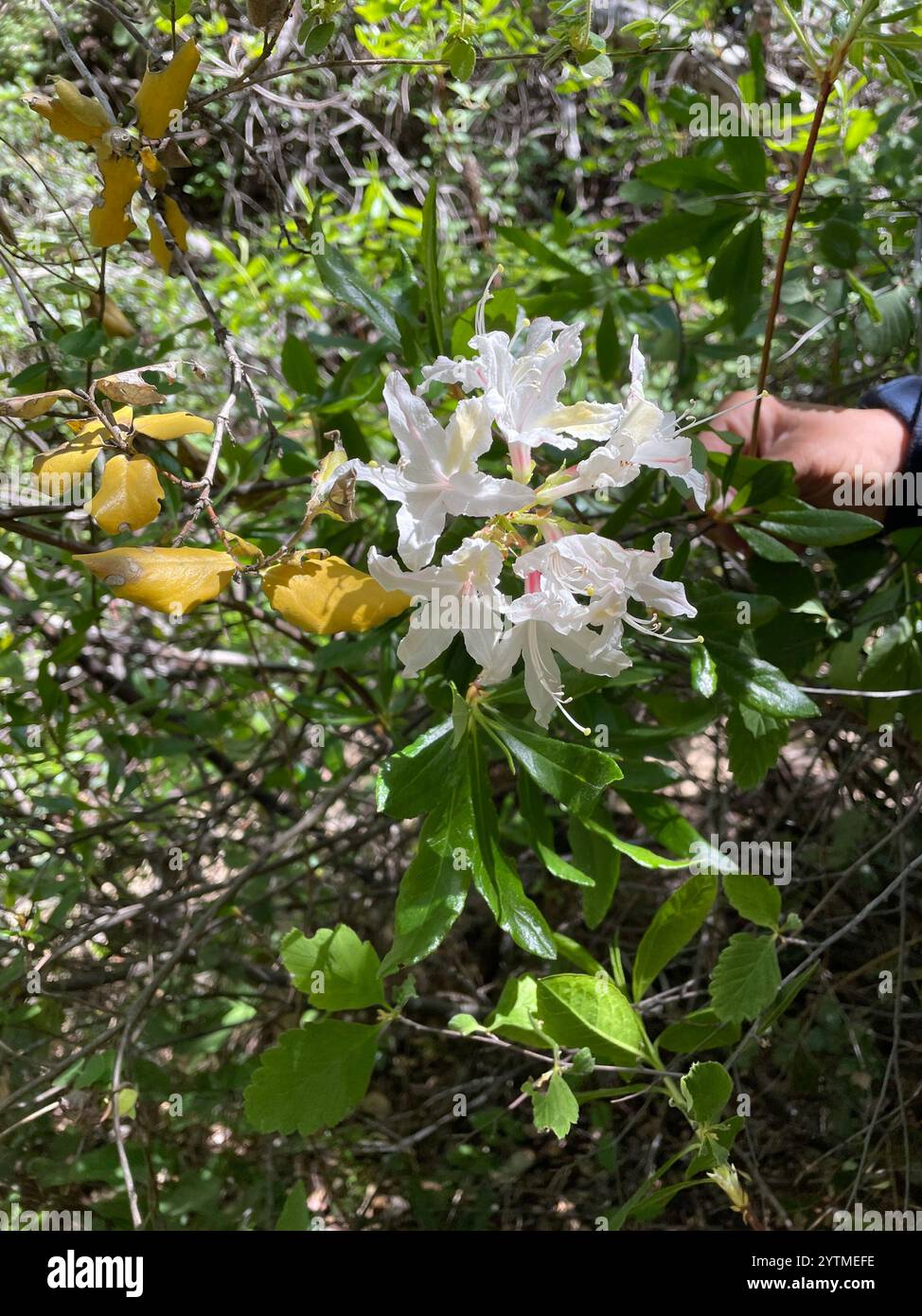 western azalea (Rhododendron occidentale Stock Photo - Alamy