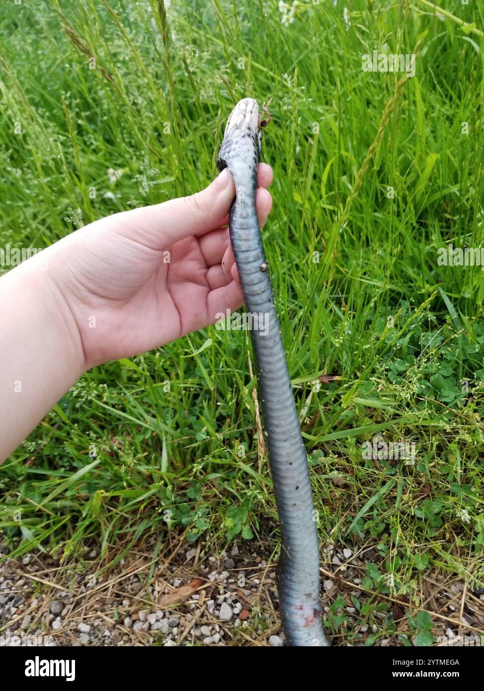 North American Racer (Coluber constrictor Stock Photo - Alamy