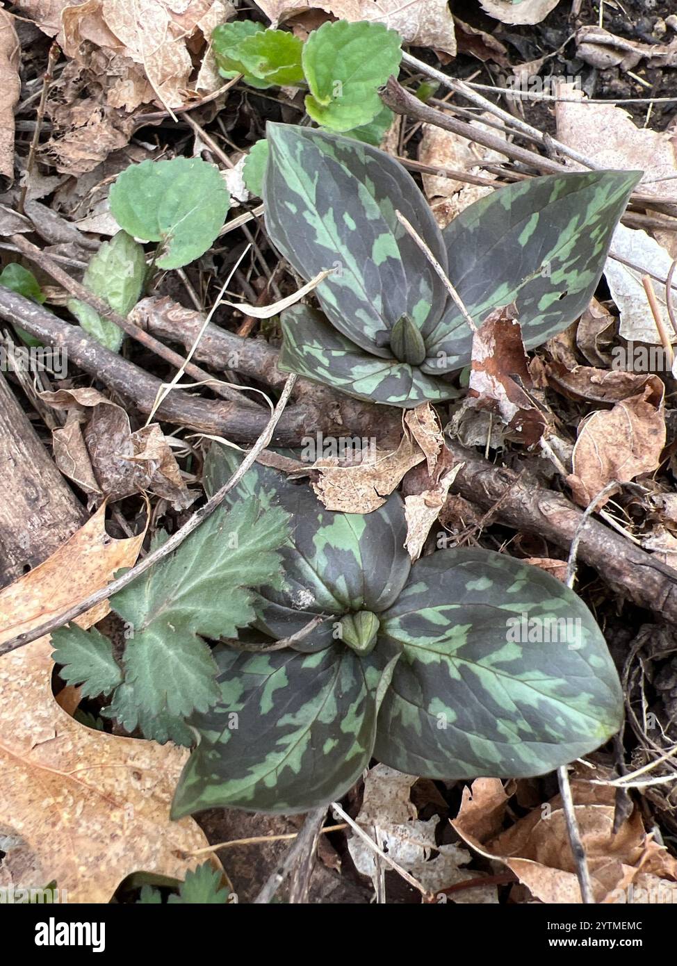 prairie trillium (Trillium recurvatum Stock Photo - Alamy