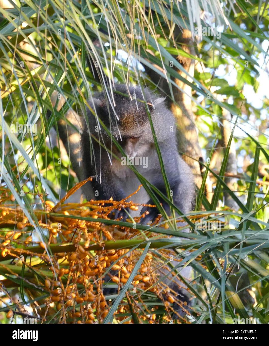 Blue Monkey (Cercopithecus mitis Stock Photo - Alamy