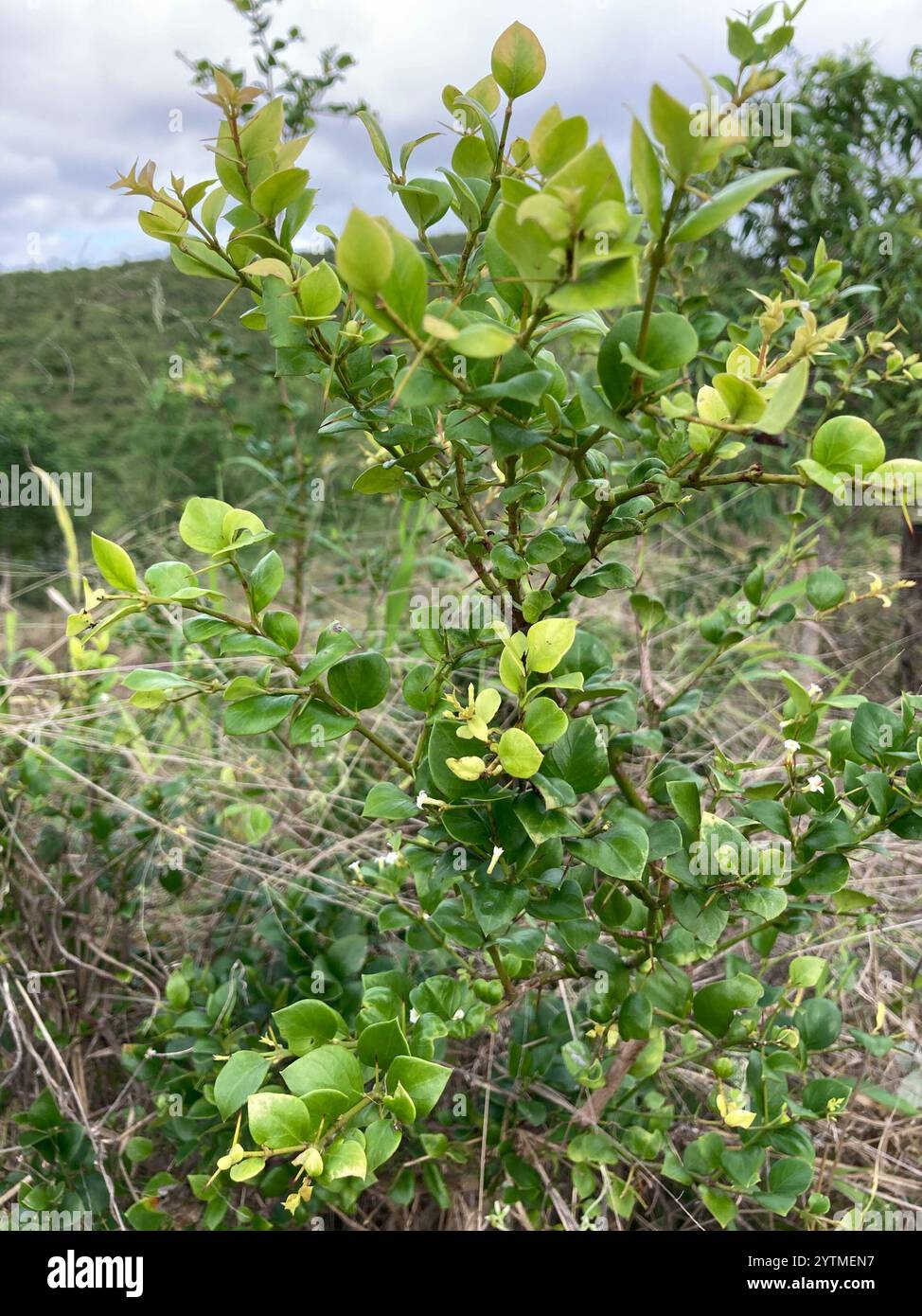 conkerberry (Carissa ovata Stock Photo - Alamy