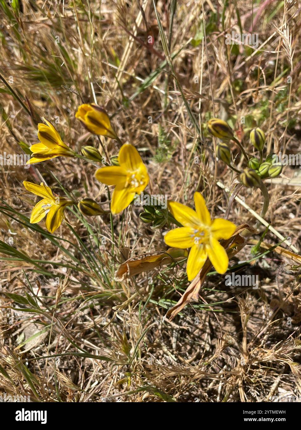 golden brodiaea (Triteleia ixioides ixioides Stock Photo - Alamy